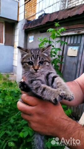 Помогите пожалуйста найти котенку дом