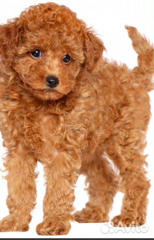 Той-пудель девочка