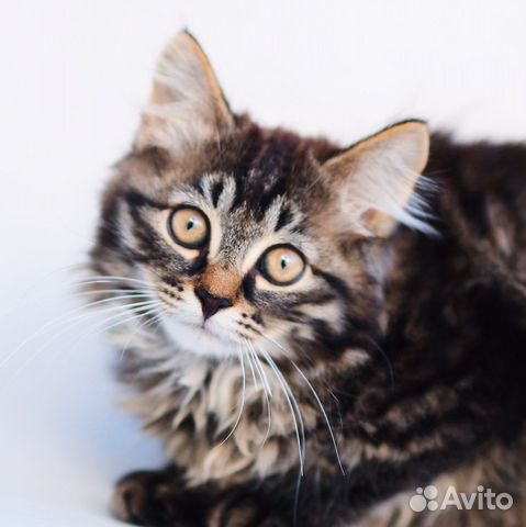 Пушистый мишка котёнок мальчик 3,5 мес