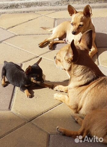 Той-терьер щенок мальчик