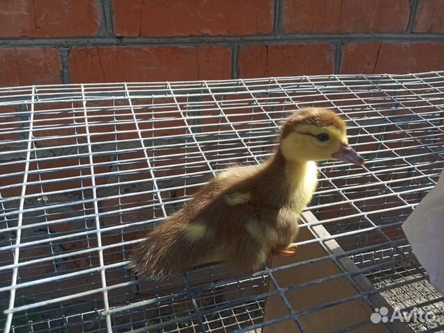 Утки индоутки