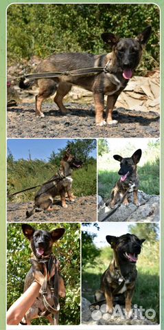 Собака девочка, Стрелка ищет дом