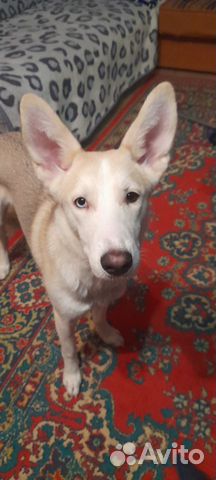 Собака в добрые руки хаски смешанная с лайкой пово