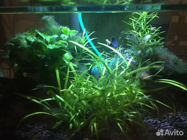 Рыбки и растения бесплатно