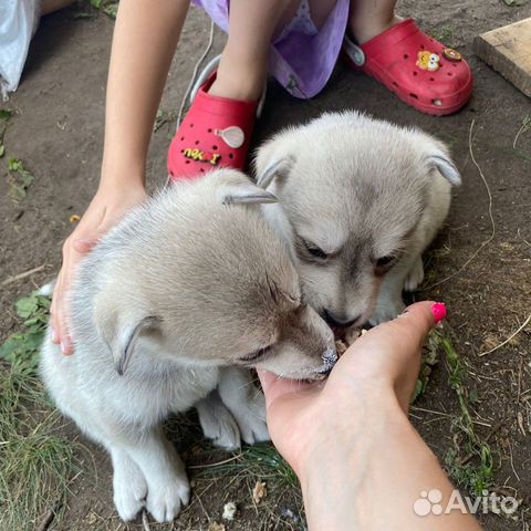 Лайка