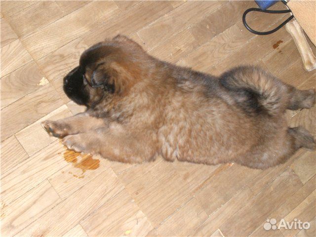 Метисы чау-чау