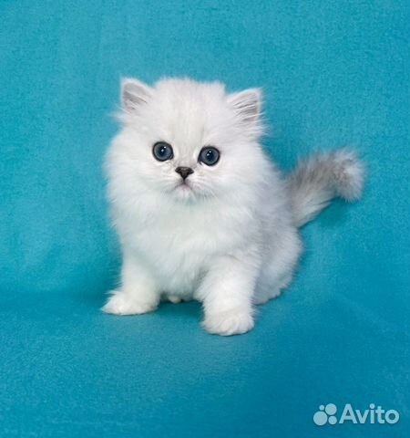 Персидская шиншилла