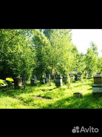 Пчёлы-семьи (среднерусская порода)