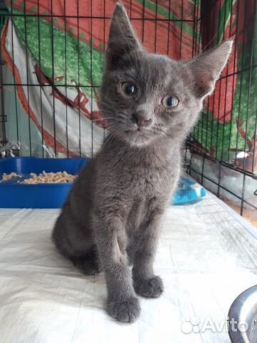 Котенок счастья