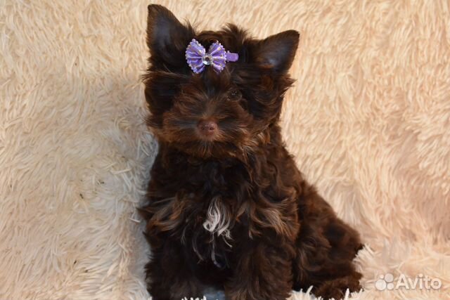 Цветной йорк - мальчик шоколад