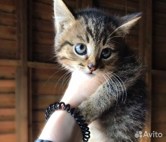 Котята красавицы в добрые руки бесплатно в дар