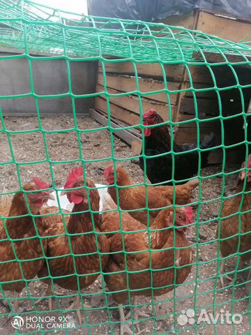 Куры несушки ломан braun