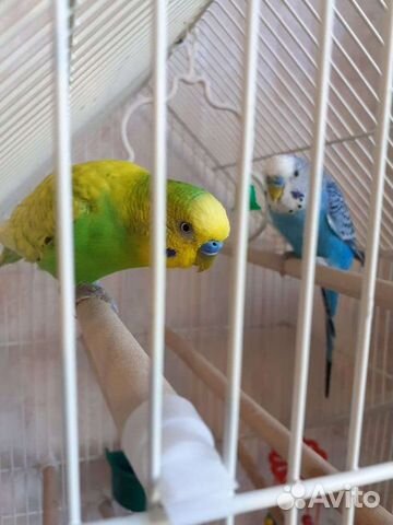 Волнистые попугаи, клетки