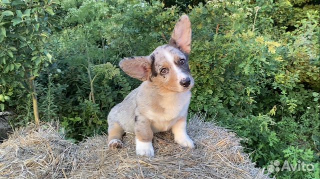 Вельш-корги кардиган окраса блю мерль девочка