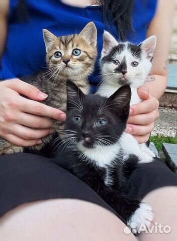Котята в добрые руки 1,5 месяца