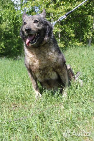 Приютских собак не выбирают