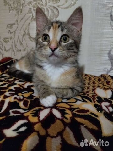 Девочка в добрые руки