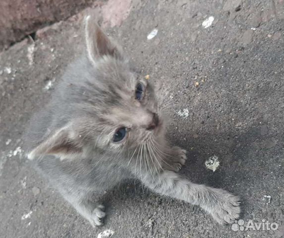 Котята самые необыкновенные