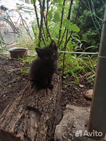 Котята в добрые руки, бесплатно
