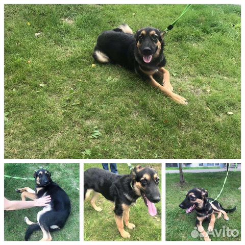 Очаровательный щенок в Добрые руки