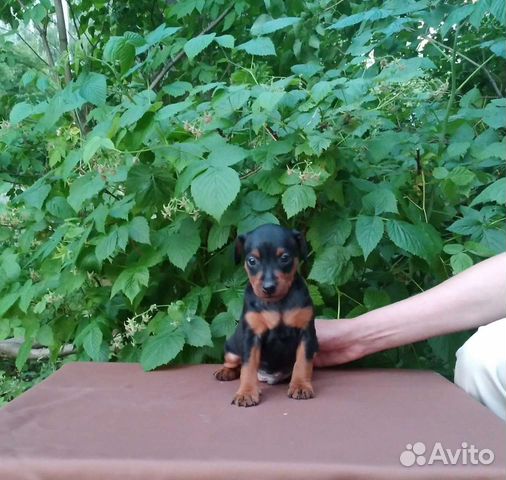 Цвергпинчер щенок