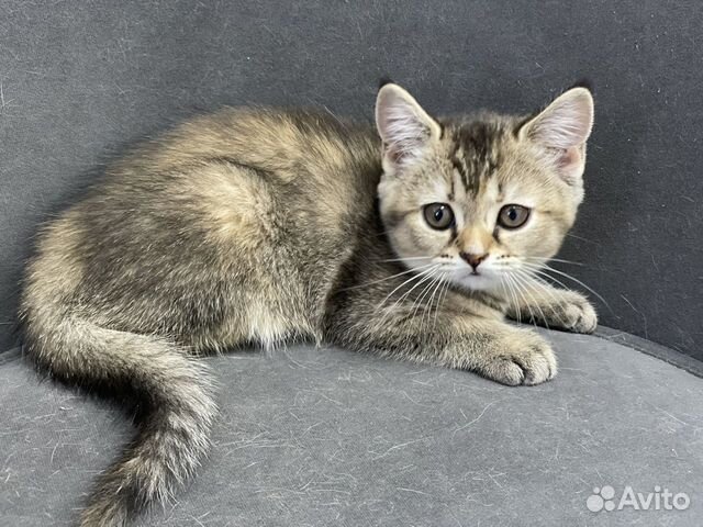 Кошка шотланская
