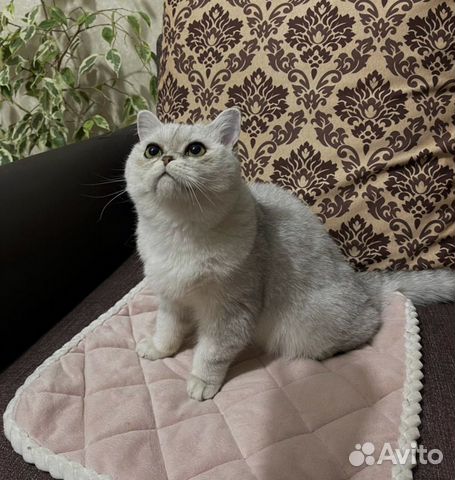 Кот в добрые руки (британская шиншилла)