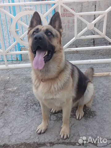 Кабель для вязки (восточно европейская овчарка )