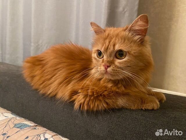 Рыжая красотка