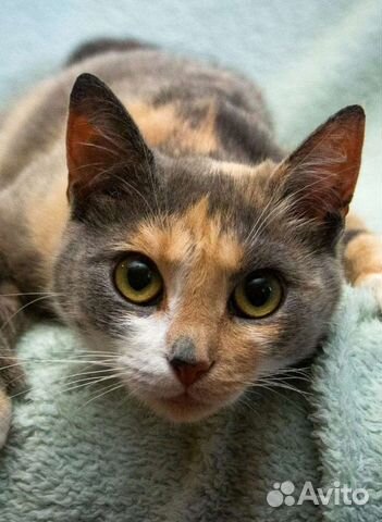 Кошка Лира в добрые руки