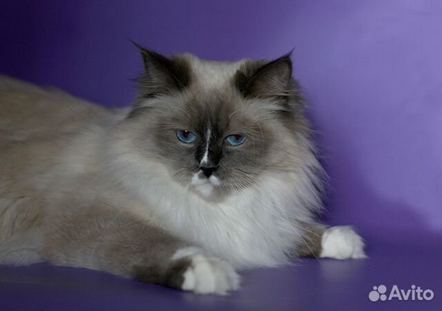 Невская маскарадная кошка