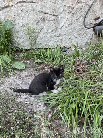 Котята с улицы