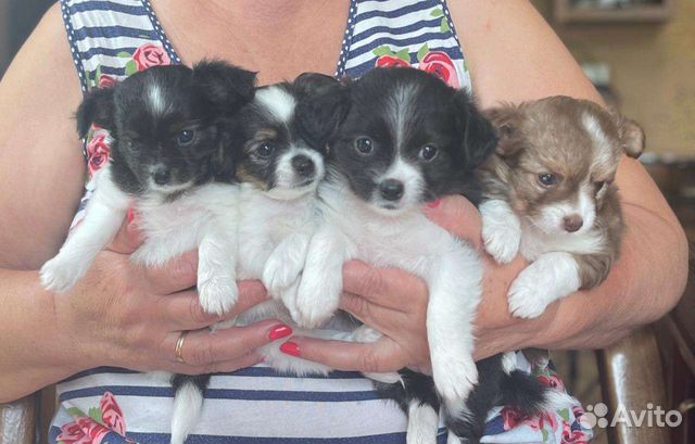 Щенки чихуахуа мини