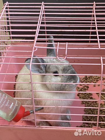 Декоративные кролики