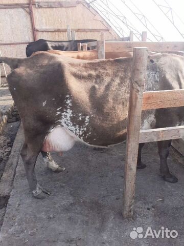 Коровы дойные молочные