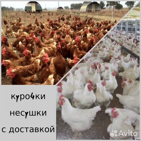 Несушки С доставкой