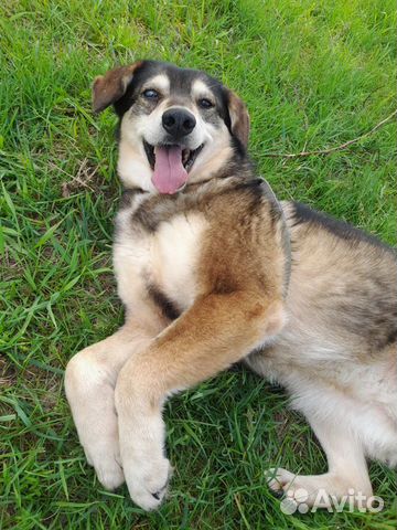 Несчастная собака, забытая всеми