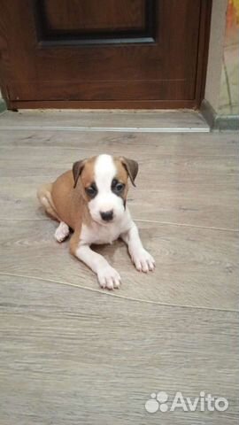 Щенок амстаффа