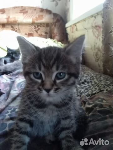 Котята