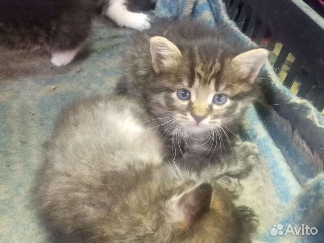 Кошки в добрые руки бесплатно