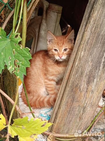 Котята-сироты в добрые руки бесплатно