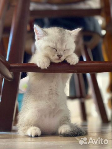 Шотландские прямоухие котята