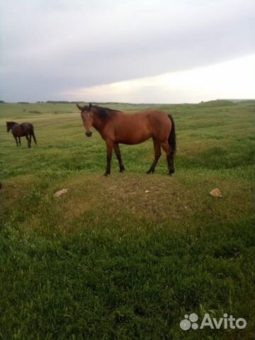 Лошадь кобыла