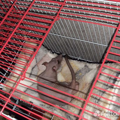 Крыса сфинкс