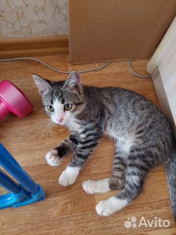 Котенок Эля