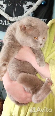 Британские котята
