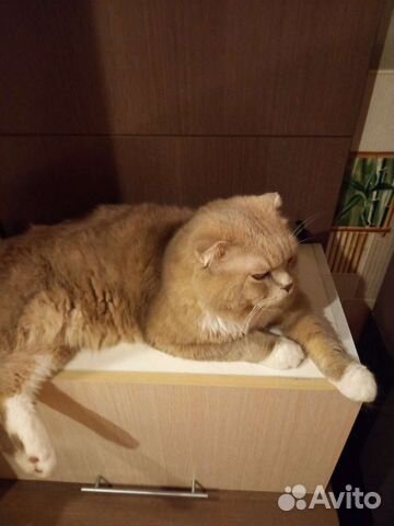 Вязка кота