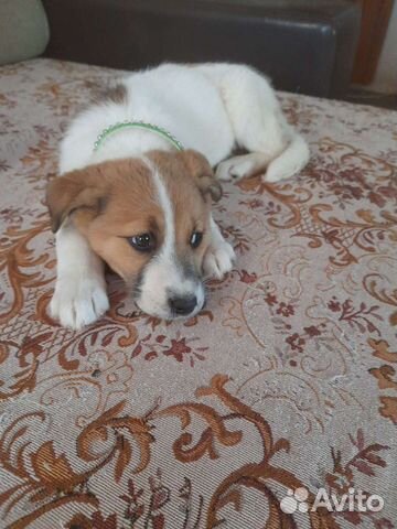 Ева ищет дом