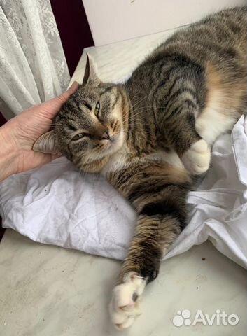 Котик Саня-пухлячок ищет любящую семью:)