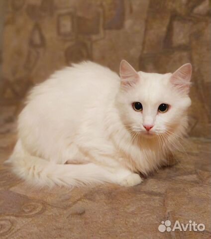 Кошка красавица